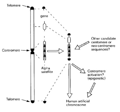 HACs Human Artificial Chromosomes I Hidden Nature