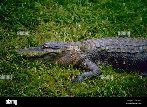 A Detailed Photograph Of An American Alligator In Its Natural Habitat