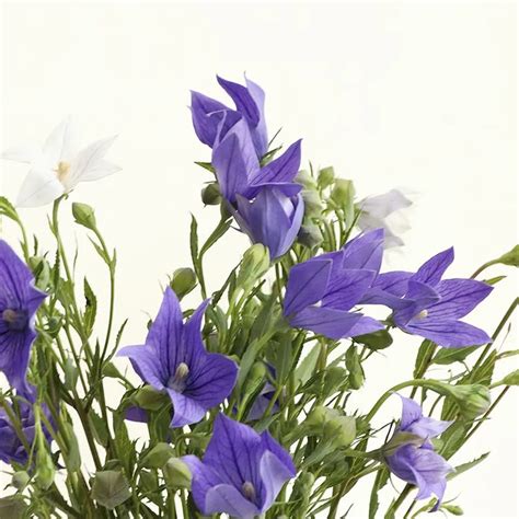 도라지꽃 꽃말과 특징 Platycodon 꽃도감