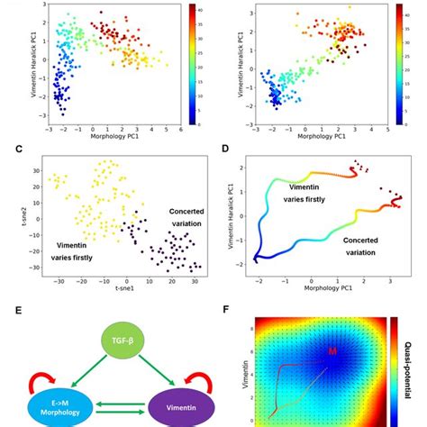 Single Cell Trajectory Analyses Reveal Parallel Paths Of Emt A A
