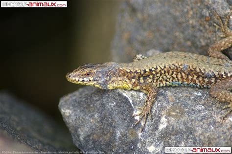 Photo de Lezard > Lezard > N° 575230 sur Photos-Animaux.com