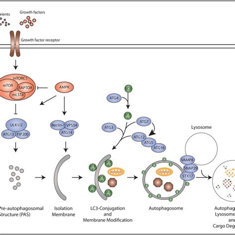 Emerging Autophagy‐related Pathways That Employ Lc3‐conjugation To