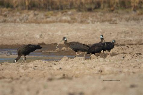 កម្ពុជា មានវត្តមាន សត្វត្រយ ង ចង្កំ ក ស ច្រើនជាងគេនៅទូទាំងពិភពលោក