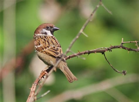 Non Stop Birding London Tree Sparrow Partnership Tour