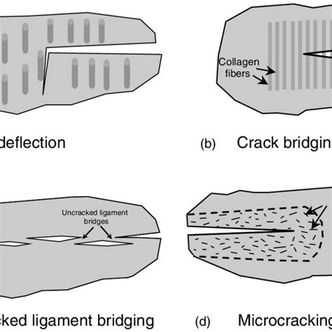 The Hierarchical Microstructure Of Human Cortical Bone Showing The