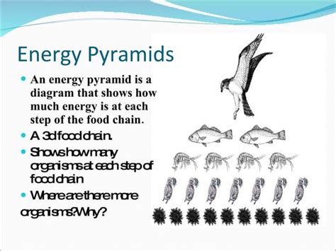 Ppt Ecology Energy Pyramid Ppt