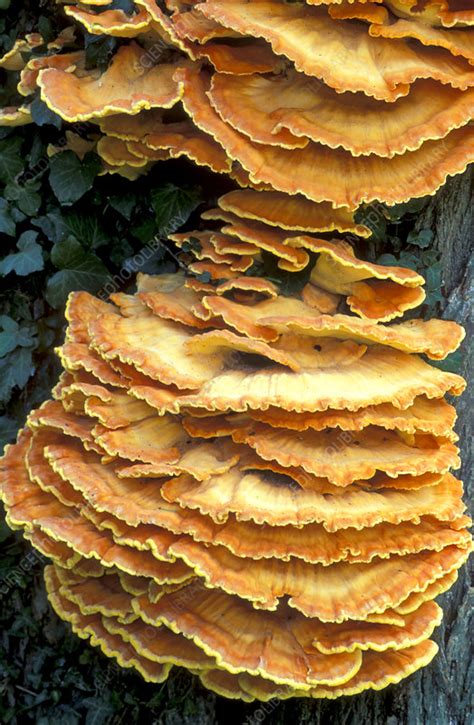 Bracket Polypore Fungi Stock Image B250 1564 Science Photo Library