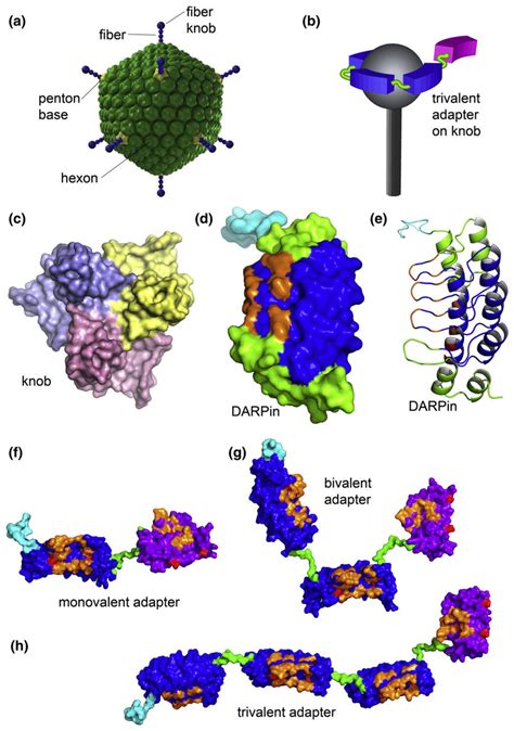 The Structures Of Ad5 And Its Fiber Knob Domain Monovalent Darpin And Download Scientific