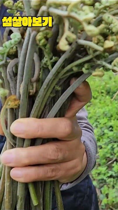 고사리 꽃다발shorts 섬살아보기고사리 녹도그린하우스 Youtube