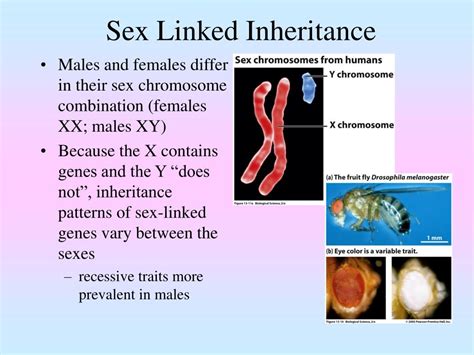Ppt Chromosomal Basis Of Inheritance Powerpoint Presentation Free