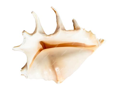 premium photo empty sea shell of spider conch isolated on white
