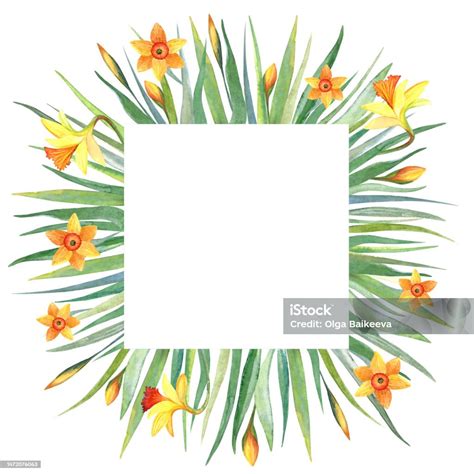 푸른 잔디와 노란 꽃이 있는 수채화 사각형 프레임 존퀼 수선화 수선화 화환은 초대장 카드 및 기타 프로젝트에 적합합니다 0명에