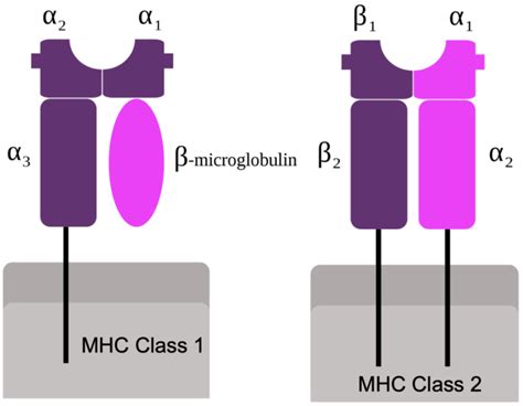 Humans Have Two Classes Of Mhcs Left Mhc Class 1 Protein Right Mhc Download Scientific
