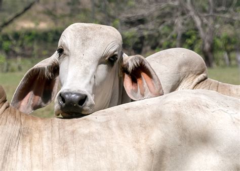 Zebu Bos Taurus Indicus Tarcoles Area Costa Rica 10 02… Flickr