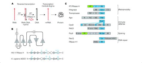 Function And Structure Of Rnase H Like Proteins A Reverse Download Scientific Diagram