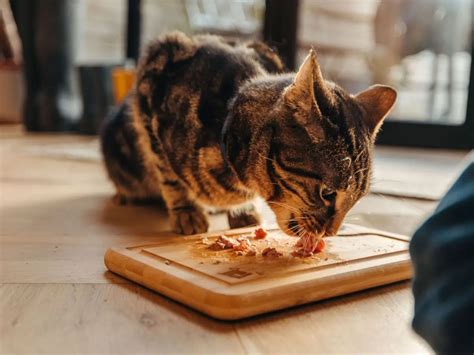 Best Cat Food For Indoor Cats Natural Nutritious