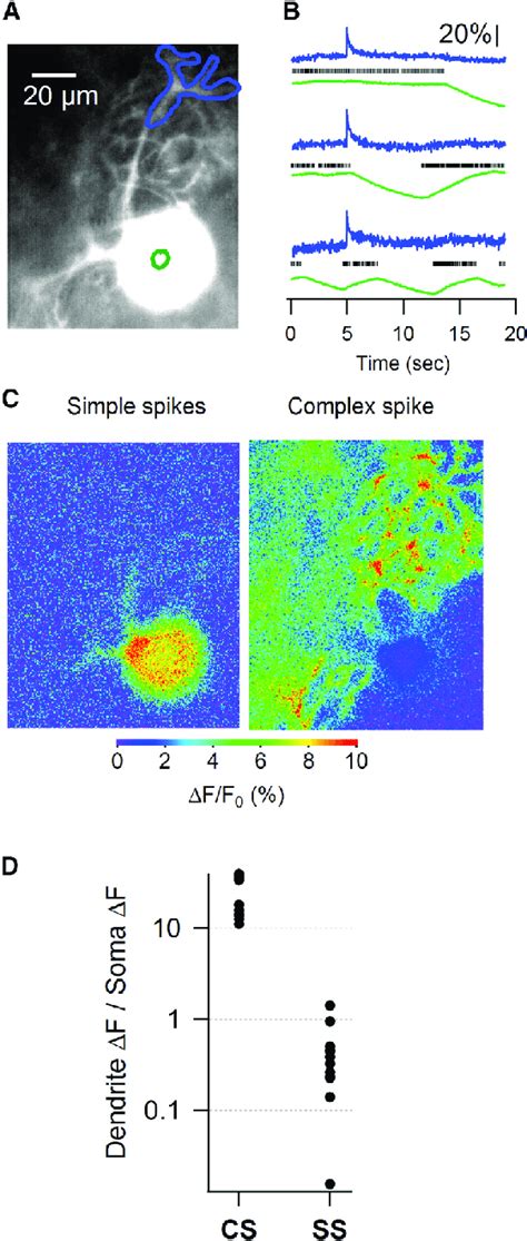 Somatic Calcium Reports Simple Spikes But Not Complex Spikes A