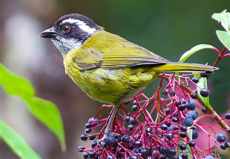 60 Black And Yellow Bird Species Pictures And Identification