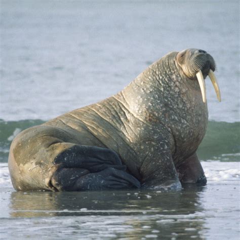Walross Odobenus Rosmarus