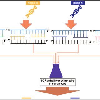 Diagram Showing The Multiplex PCR Approach 46 Multiplex PCR Is A Download Scientific Diagram