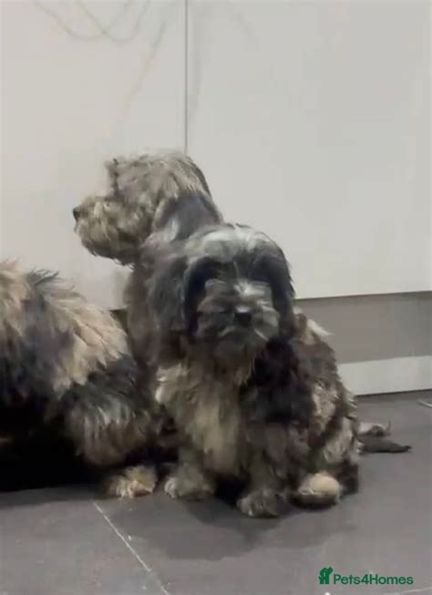 Silver Merle Cockapoo Puppies For Sale In Wrexham Pets4homes