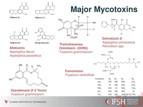 Ppt What Are Mycotoxins Powerpoint Presentation Free Download Id