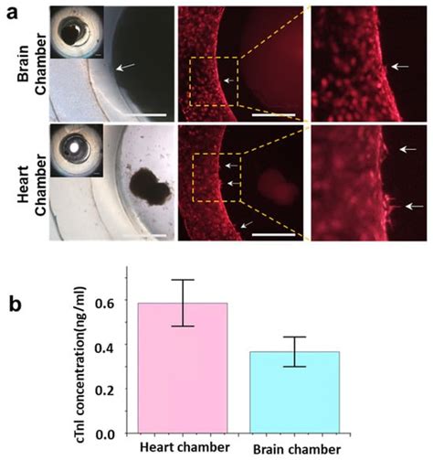Biosensors Special Issue Design Fabrication And Applications Of Microfluidic Devices For