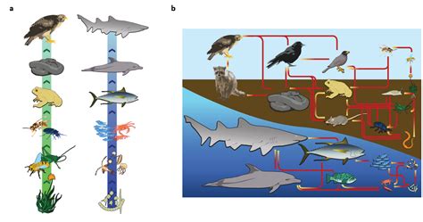 191 Introduction To And Components Of Food Webs Biology Libretexts