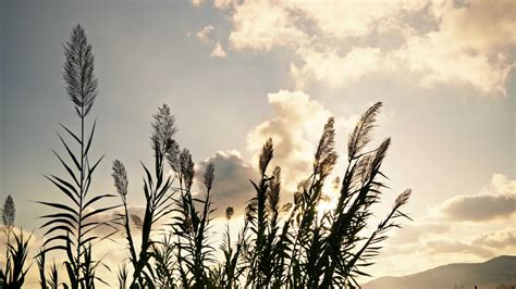 Sun Shining Through Clouds Over Grass 50152385 Stock Video At Vecteezy