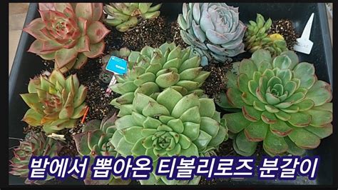 밭에서 뽑아 온 몸짱 다육이 티볼리로즈 분갈이해요~ 진짜 평범하게 작은 다육이였는데 이렇게 덩치가 산만해지고 자구가 몇 개나 달렸습니다~ Youtube