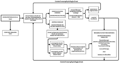 proposal of the rehabilitation algorithm in patients after the brachial