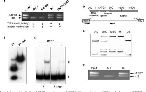Figure 1 From Dual Role Of Dna Methylation Inside And Outside Of Ctcf Binding Regions In The