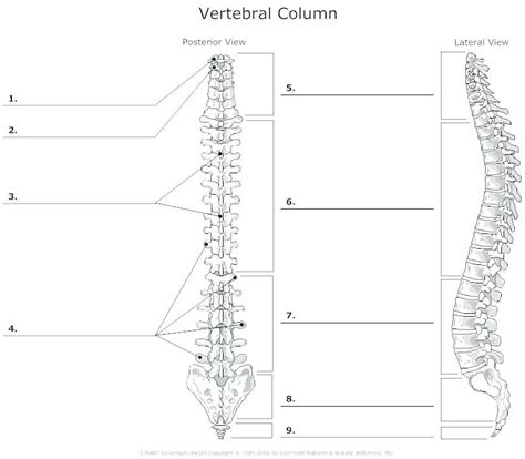 lecture unit 2 vertebral column diagram quizlet