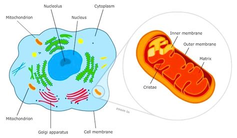 Mitochondria Class 9 Definition Structure Location Functions