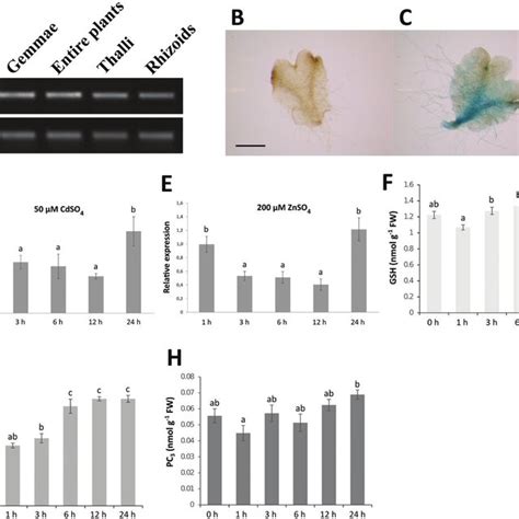 Yeast Complementation Assay And Thiol Peptide Quantification A Yeast Download Scientific