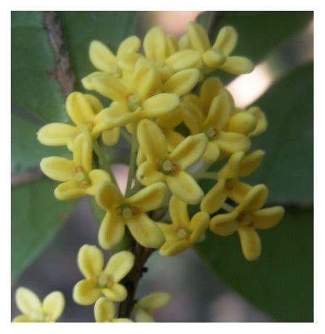 Floral Traits Of Four Individuals Ad And Sexual Reproduction E In Download Scientific