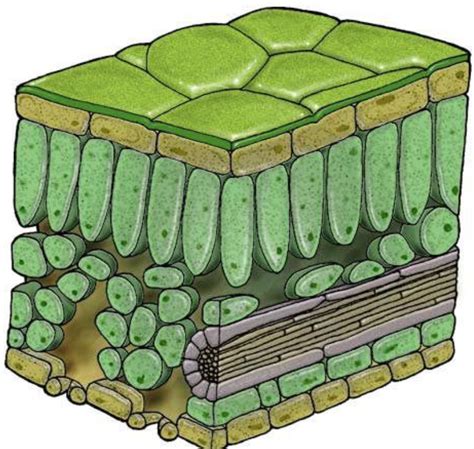 Diagram Of CROSS SECTION OF A LEAF Quizlet Diagram Of CROSS SECTION OF A LEAF Quizlet