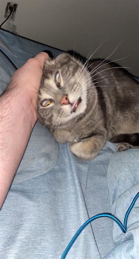 Angy Kitty Rcatpics