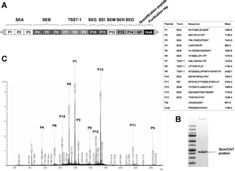 Qconcat Concatemer Design Production And Analysis A The Qconcat Download Scientific Diagram