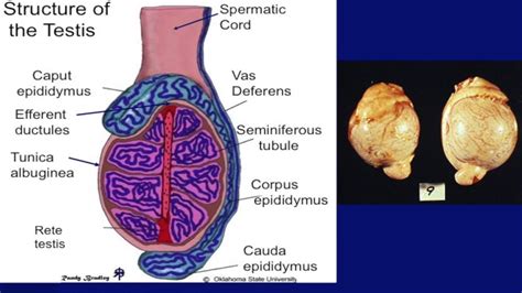 lecture 15 part 2 temperature control of testes for bulls youtube
