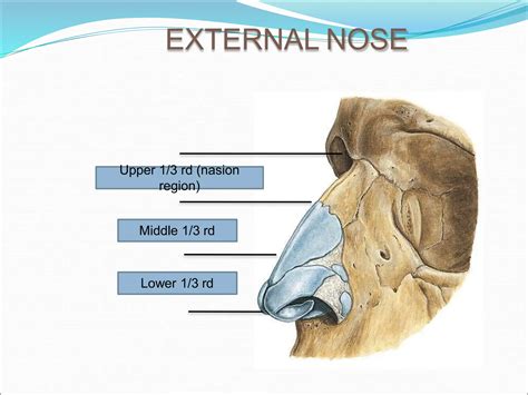 Anatomy Of Nose And Paranasal Sinusesppt