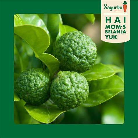 Jual Jeruk Limau Paket Mini Pcs Shopee Indonesia