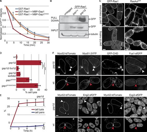 Gap1 Is A Gtpase Activating Protein For Ras1 A In Vitro Gap Assays
