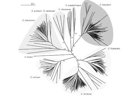 Accession Based Tree Built Using The Neighbor Joining Clustering Download Scientific Diagram