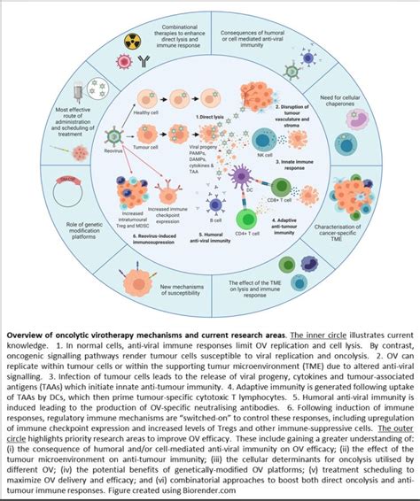 Oncolytic Virus Research Group Research Groups Directories University Of Leeds