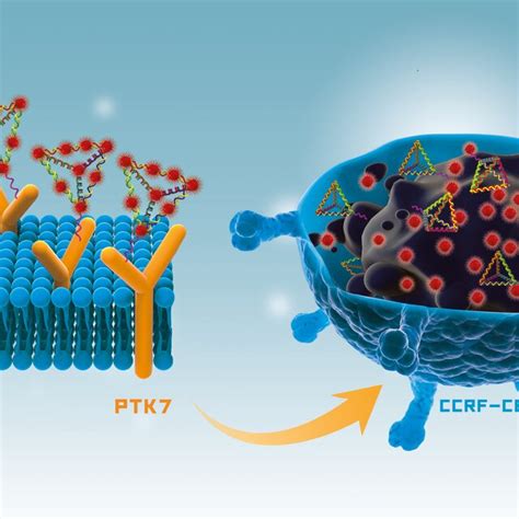 Schematic Illustration Of The Aptamer‐modified Dna Tetrahedron For The