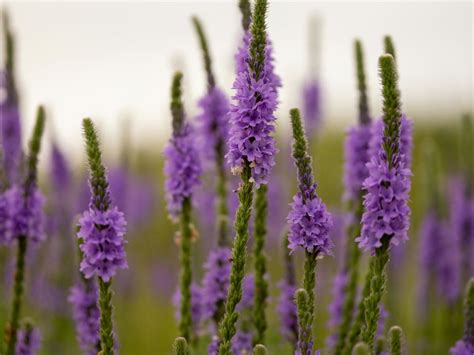 Відьомські рослини які не бажано тримати на ділянці