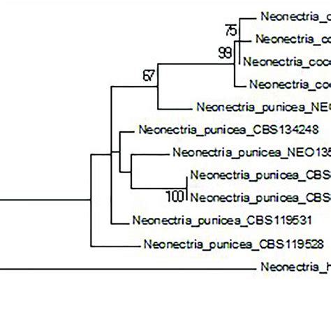 Multilocus Phylogenetic Tree Maximum Likelihood Of Neonectria Spp