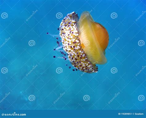 Fried Egg Jellyfish Stock Image Image Of Water Jellyfish 19289851