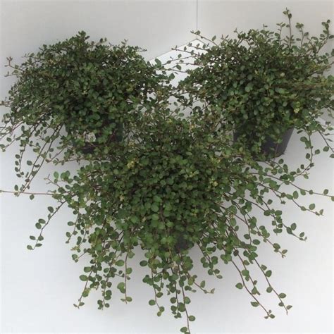 Muehlenbeckia Complexa Maori